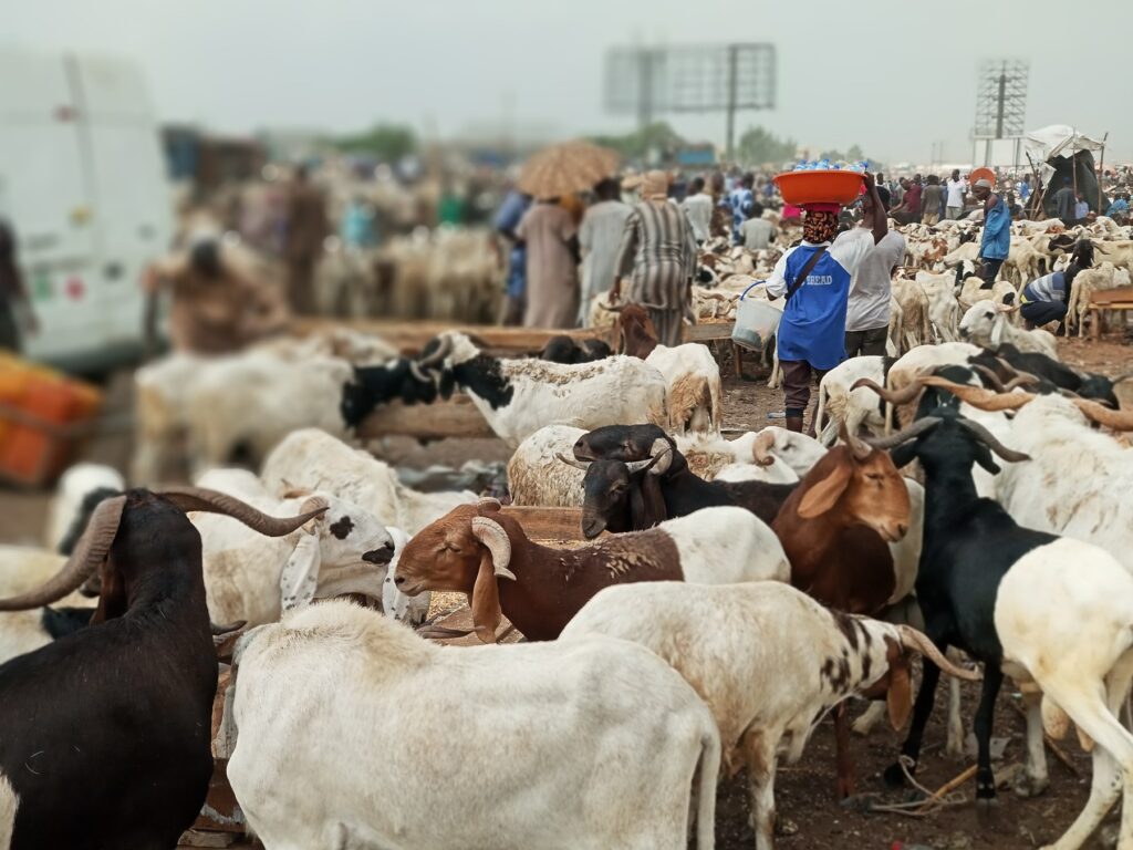 Eid al-Adha: Sallah: Ram prices may rise as Niger Republic bans ...